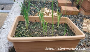 ネギがプランターで育たない？ネギ栽培でひょろひょろになる原因はコレ！再生は何回いける？ ｜ plant-nurture.com