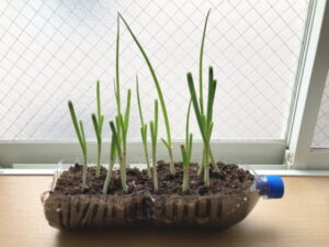 ネギがプランターで育たない？ネギ栽培でひょろひょろになる原因はコレ！再生は何回いける？ ｜ plant-nurture.com