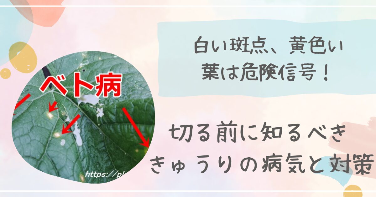 きゅうりの葉っぱを切りすぎたらしおれる？それ病気かも！白い斑点・黄色い葉を切る前に必ず知るべき注意点 ｜ plant-nurture.com